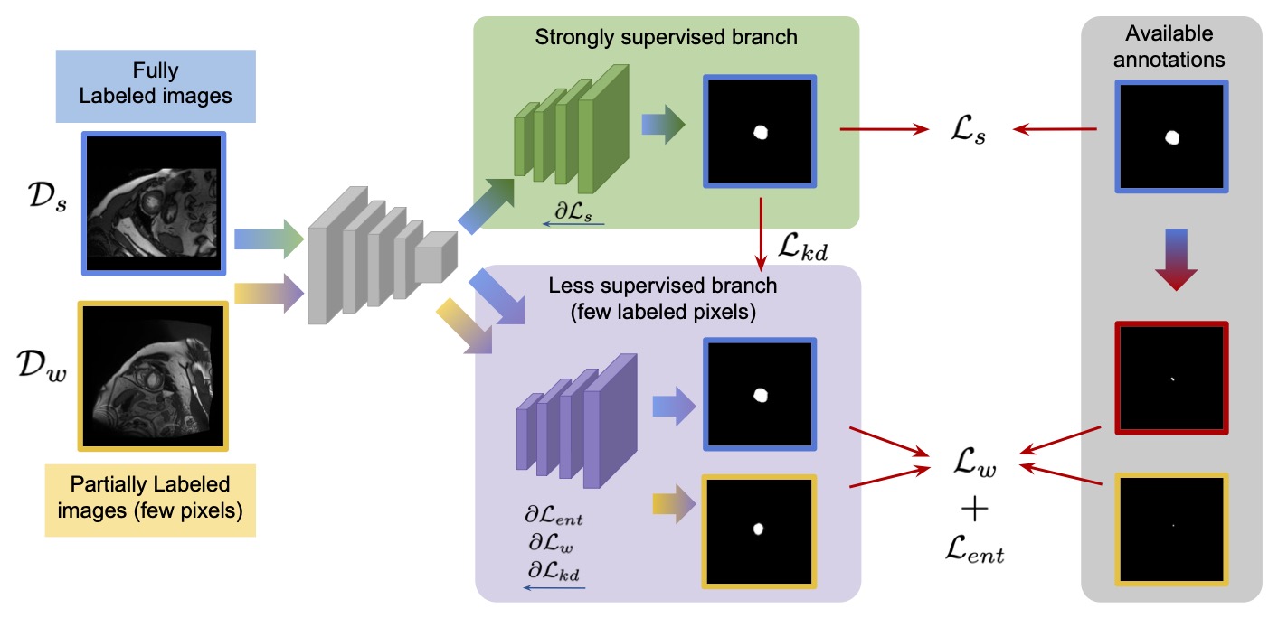 Segmentation With Mixed Supervision Confidence Maximization Helps Knowledge Distillation